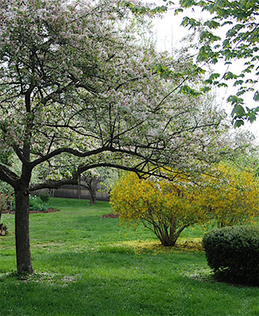 Landscape Maintenance & Ornamental Tree Care