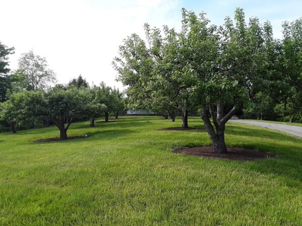 Get An Impeccable Yard With Amherst, MA Lawn Care Services