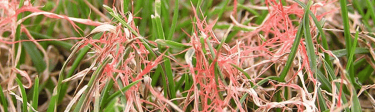 Keep Your Lawn Looking Its Best: How to Manage Red Thread Fungus