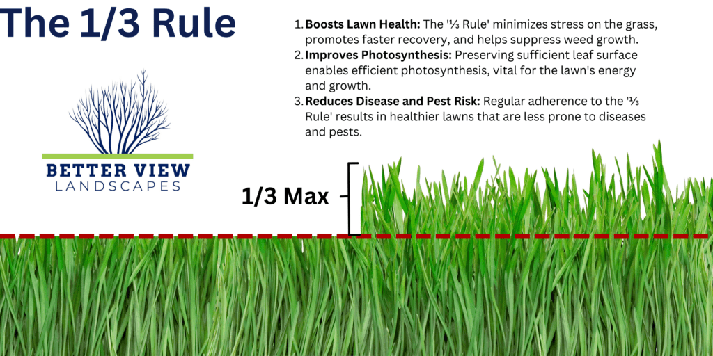 Maintaining a Healthy Lawn: The Magic of the '⅓ Rule' and Weekly Mowing