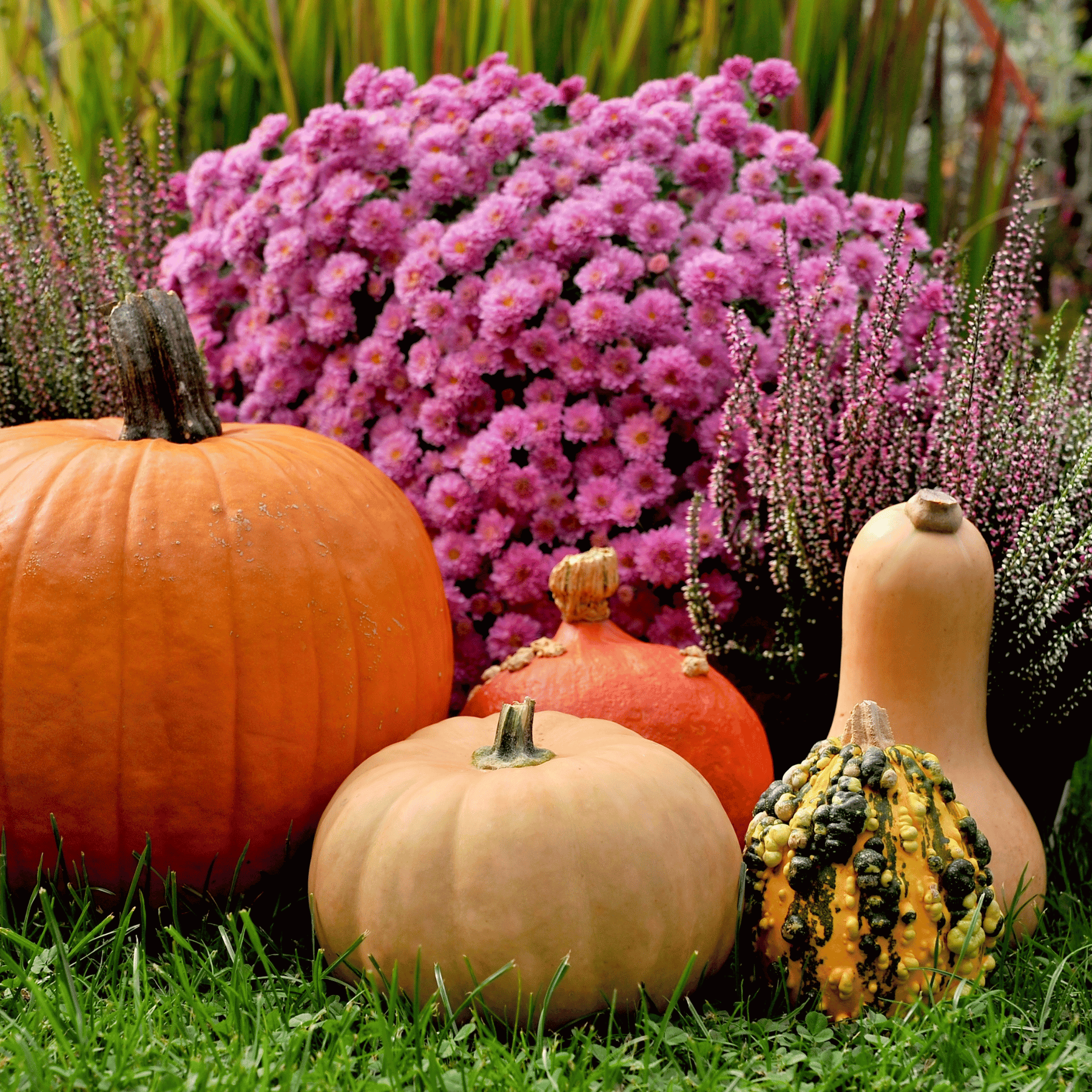 Fall Color Installation of Mums, Asters, Kale,