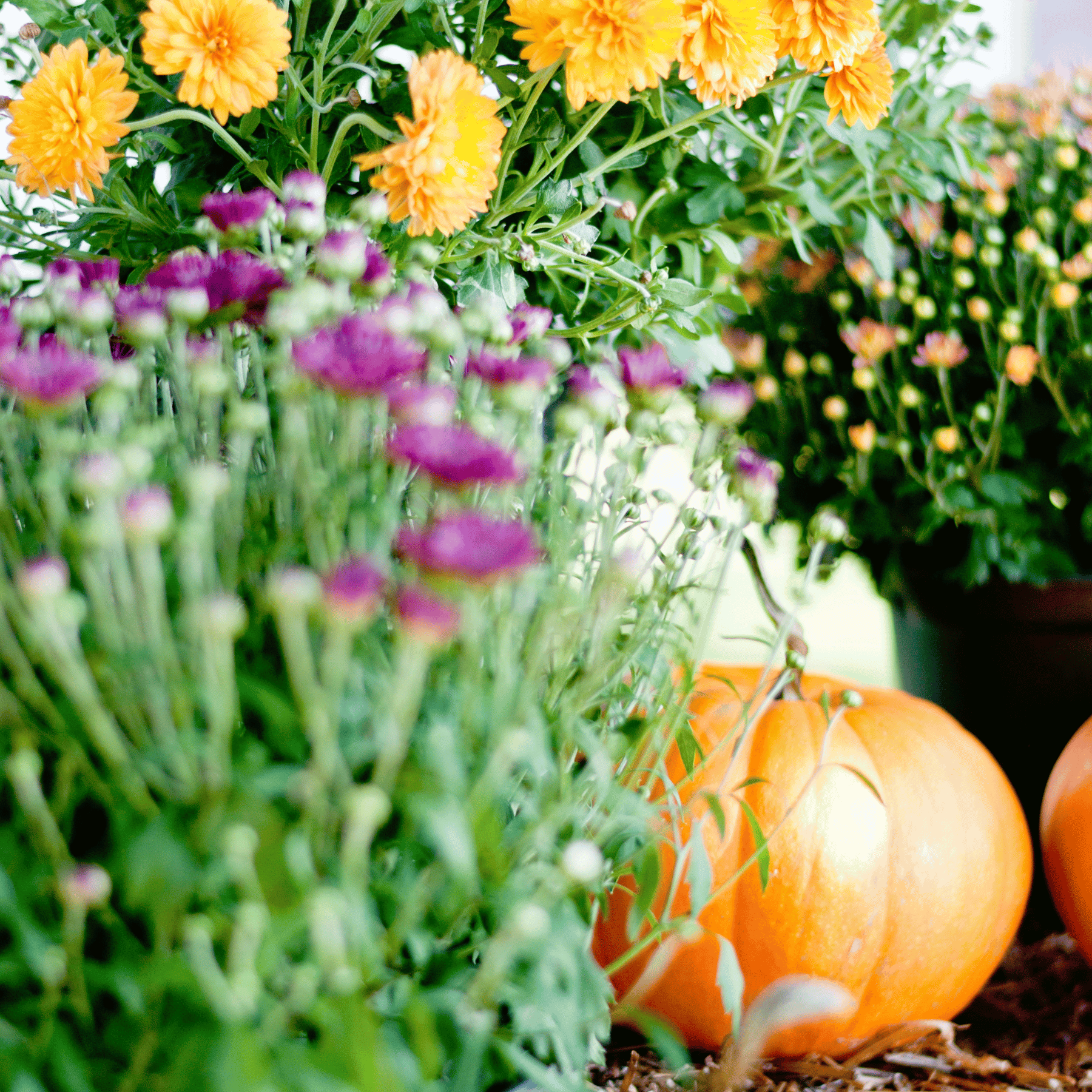 Fall Color Installation of Mums, Asters, Kale,