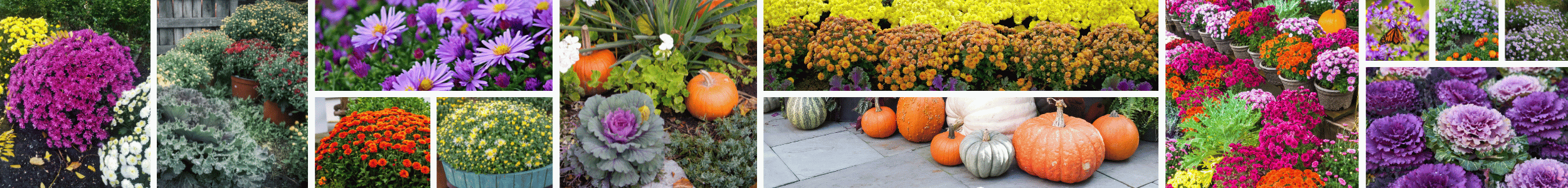 Fall Color Installation of Mums, Asters, Kale,