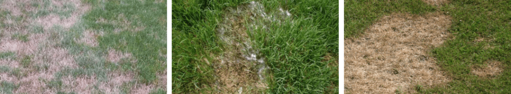 Understanding Pythium Blight in Lawns: Causes, Prevention, and Treatment